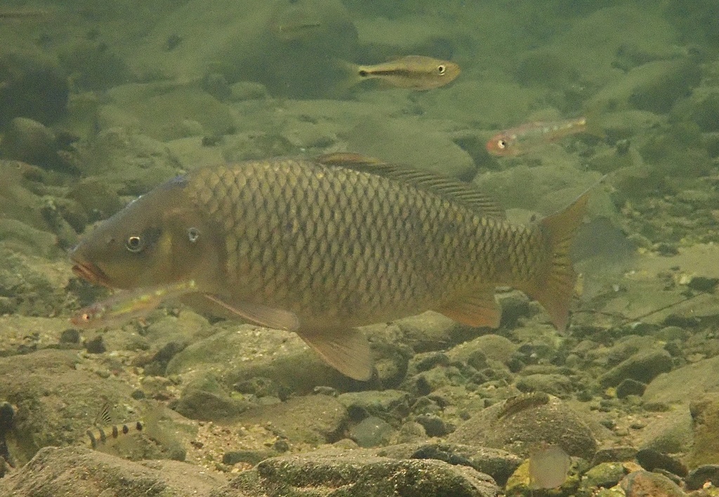 Amur Carp (Cyprinus rubrofuscus) - Marine Life Identification