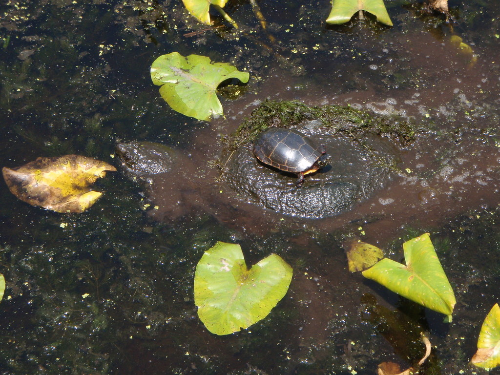 Common Snapping Turtle from New Vernon, NJ 07976, USA on July 11, 2018 ...