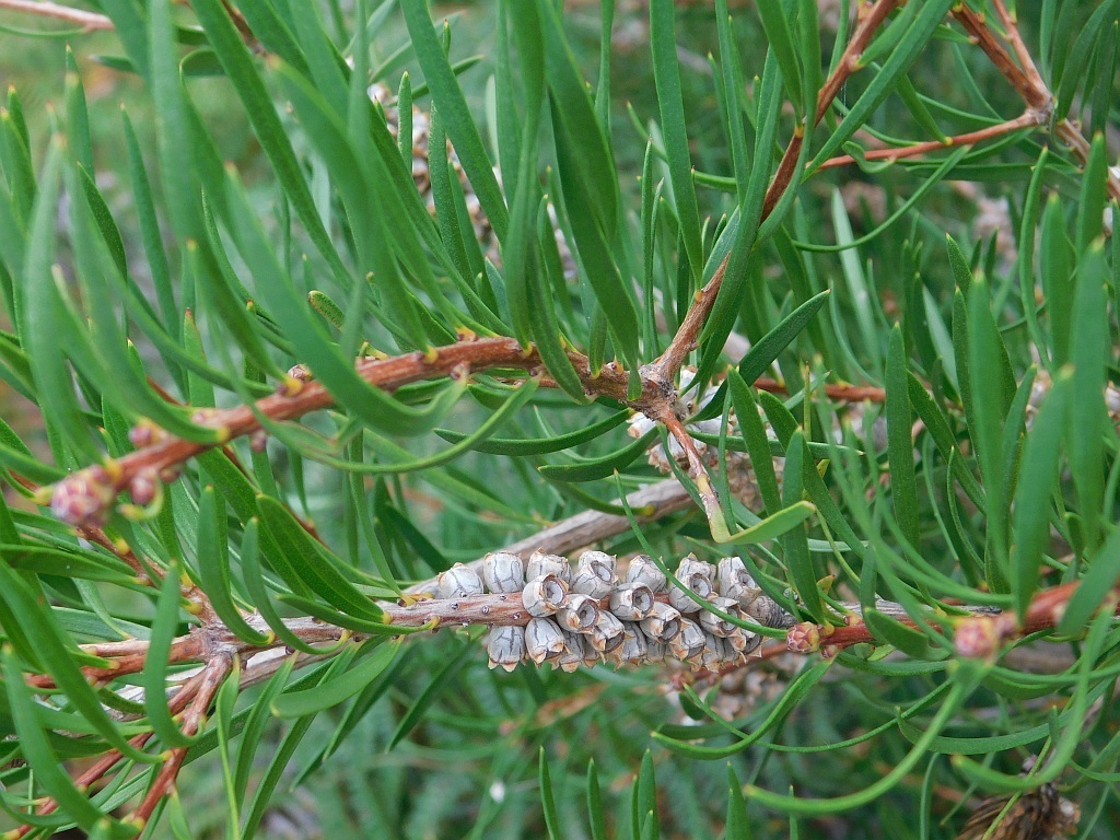 Narrow-leaved Bottlebrush from Greyton, 7233, South Africa on March 5 ...