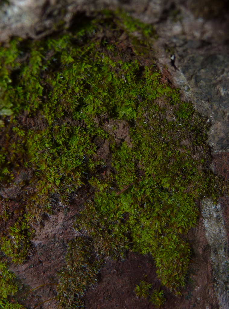 Pottiaceae from Highland Park, NJ 08904, USA on March 06, 2020 at 08:58 ...