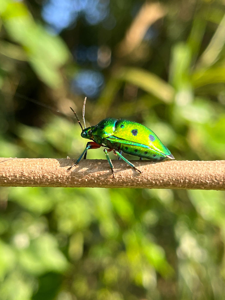 Calliphara excellens in March 2026 by Nakatada Wachi · iNaturalist