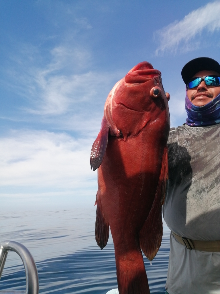 Rooster Hind from México on March 6, 2020 at 10:35 AM by rubenraza ...