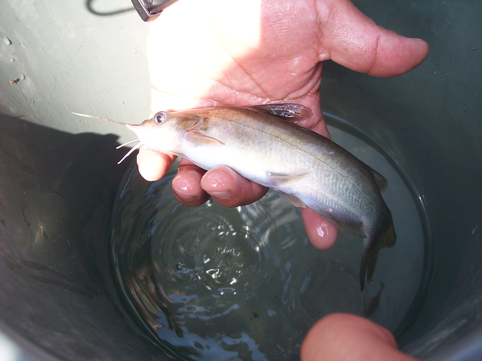 Ictalurus balsanus (Jordan & Snyder, 1899)