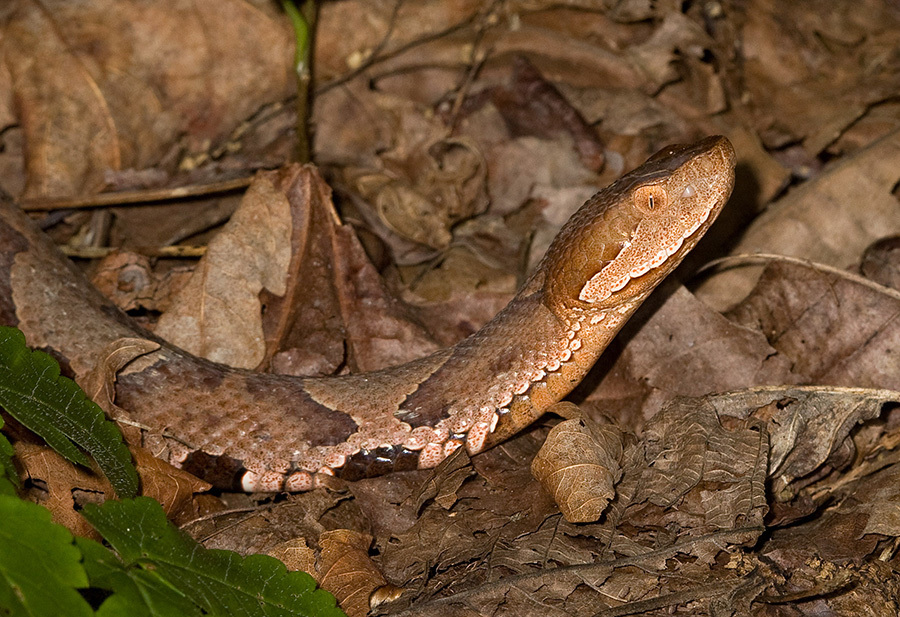 Eastern Copperhead from Upshur County, WV, USA on July 31, 2010 at 12: ...