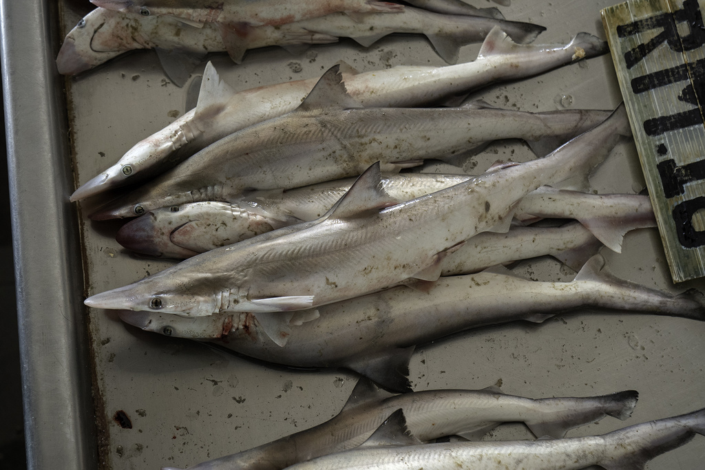 Pacific Spadenose Shark (Scoliodon macrorhynchos) - Marine Life ...