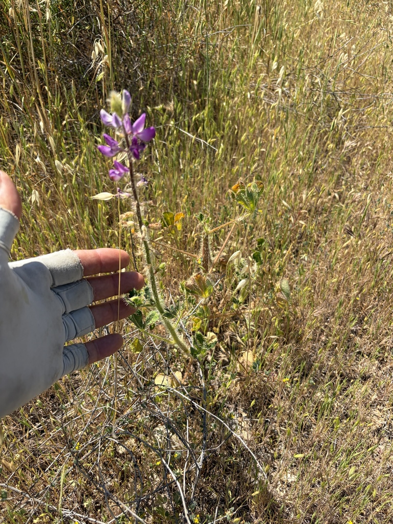 Stinging Lupine from Scripps Ranch, San Diego, CA, US on March 24, 2026 ...