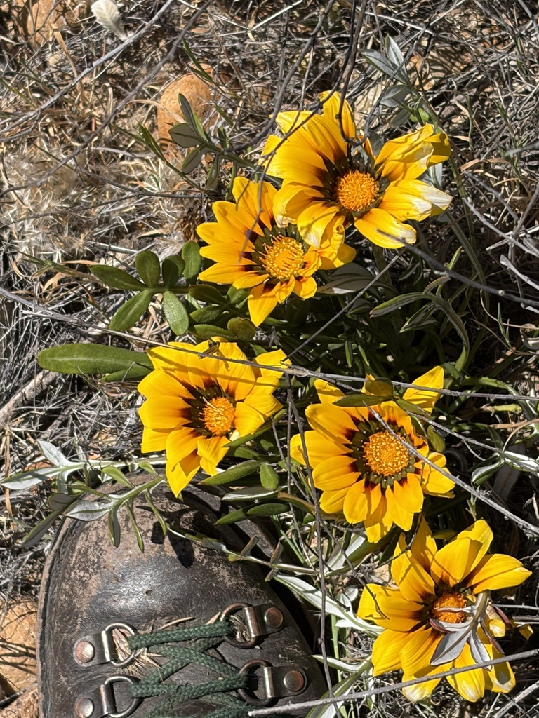 Treasure Flowers from Scripps Ranch, San Diego, CA, US on March 24 ...