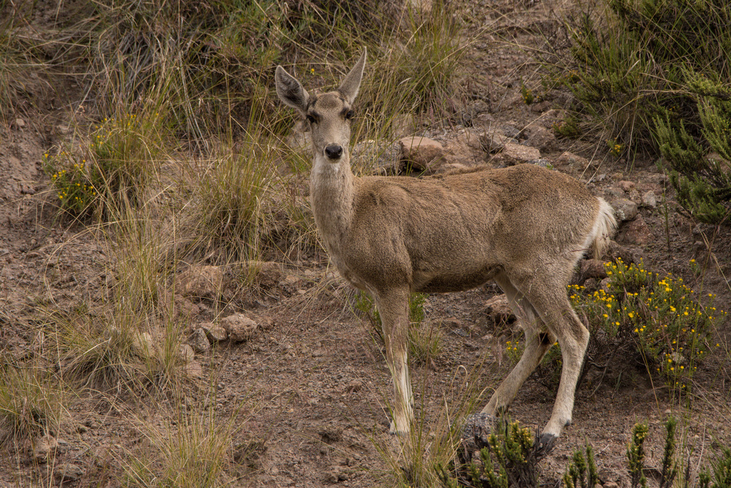 Taruca (Hippocamelus antisensis) - Know Your Mammals