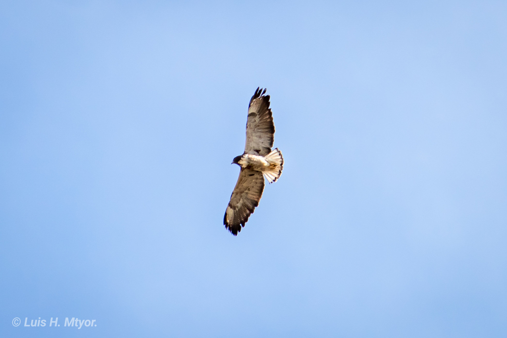 White-tailed Hawk from Gral Zuazua, N.L., México on March 5, 2020 at 04 ...