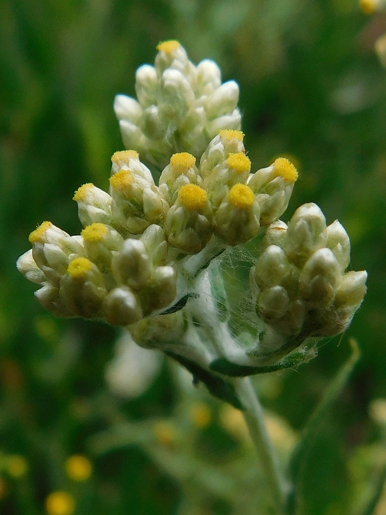 Cape Cudweed from Greyton, 7233, South Africa on March 5, 2020 at 10:39 ...