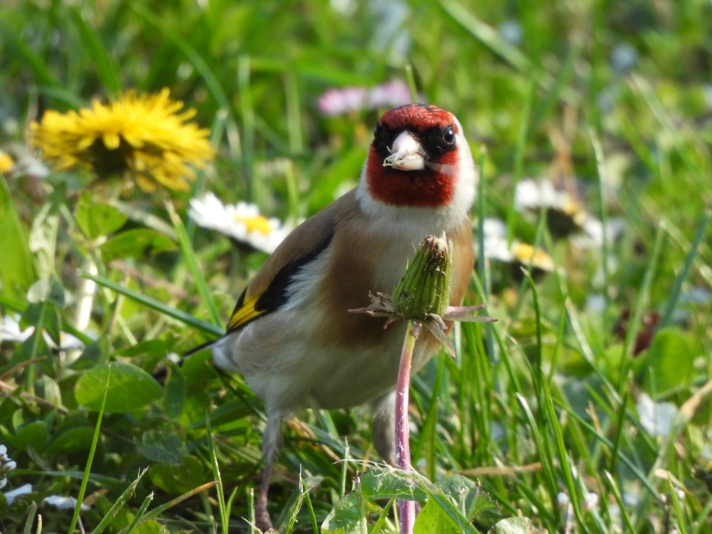 European Goldfinch from Olimpia-Stadion, Timișoara, România on March 24 ...