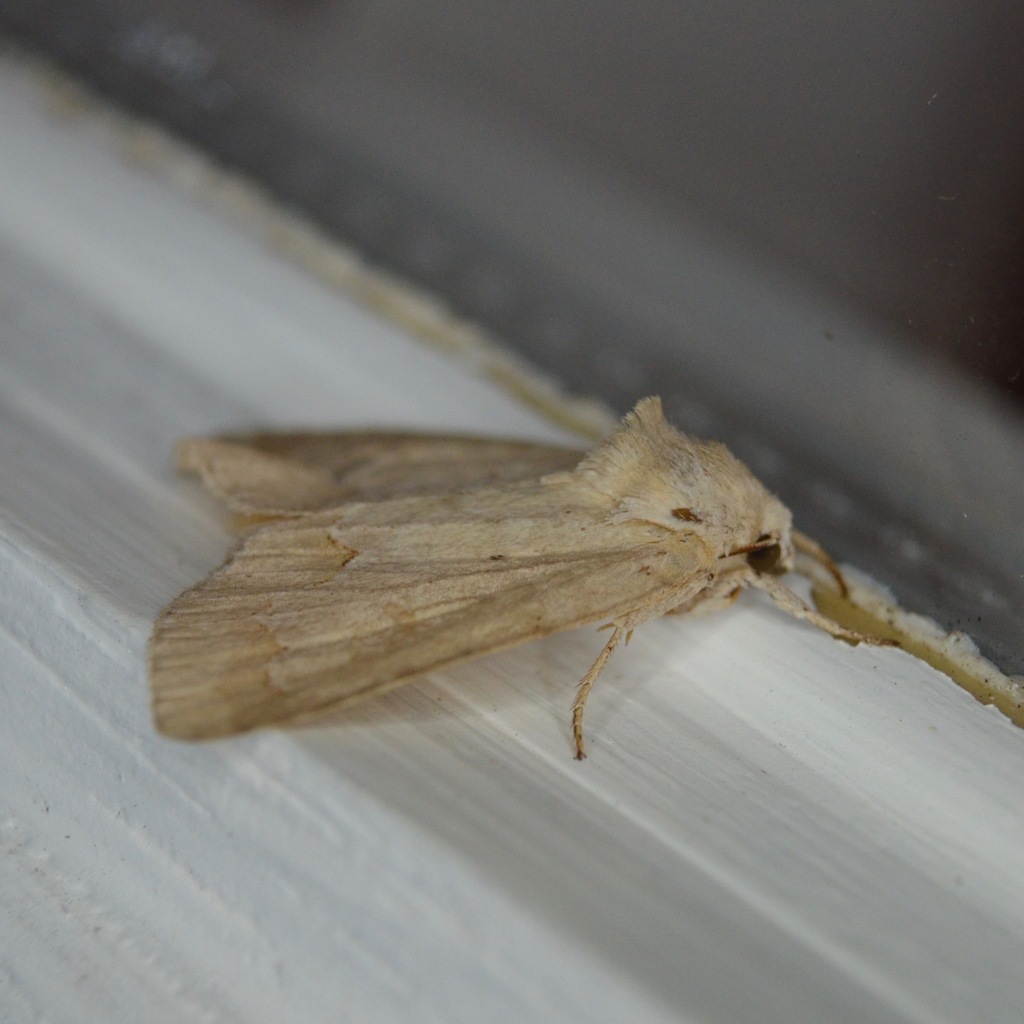 River Birch Dagger from 2403 Old Mystic Ct, Crofton, MD 21114, USA on ...