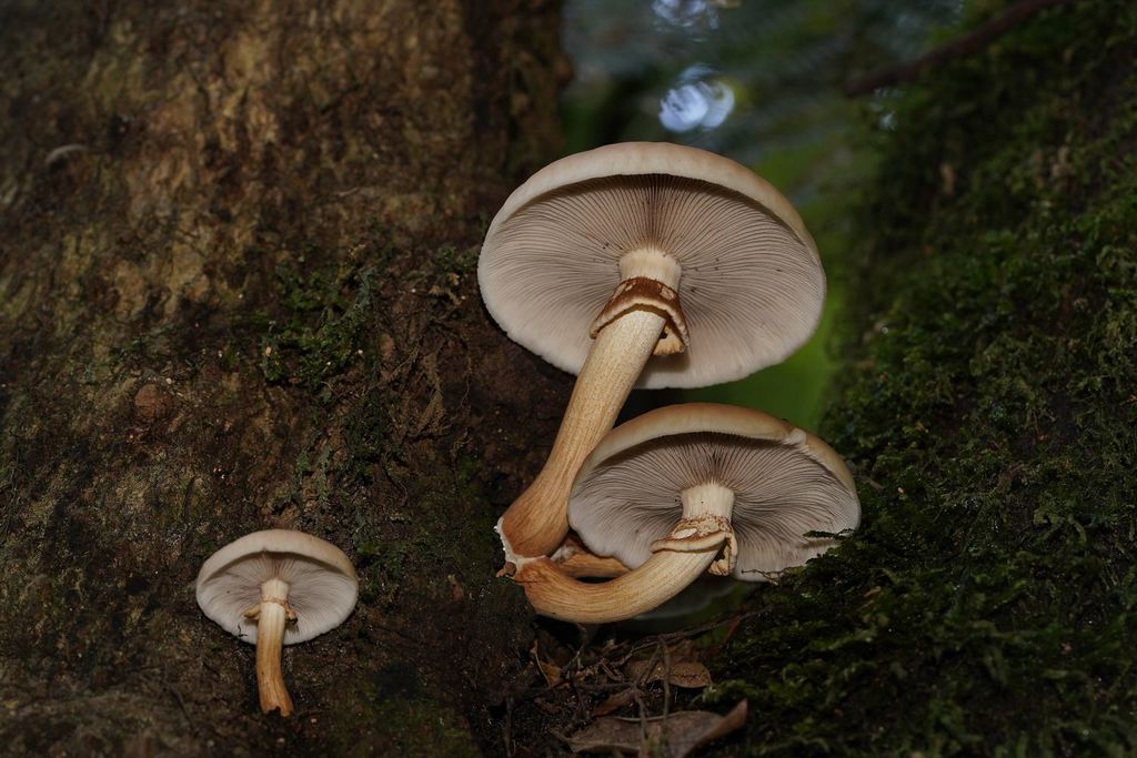 Cyclocybe parasitica from Baw Baw - Pt B West, Victoria, Australia on ...