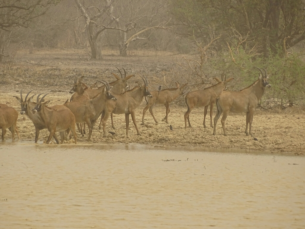 Western Roan Antelope from Tanguiéta, Bénin on February 11, 2020 at 12: ...