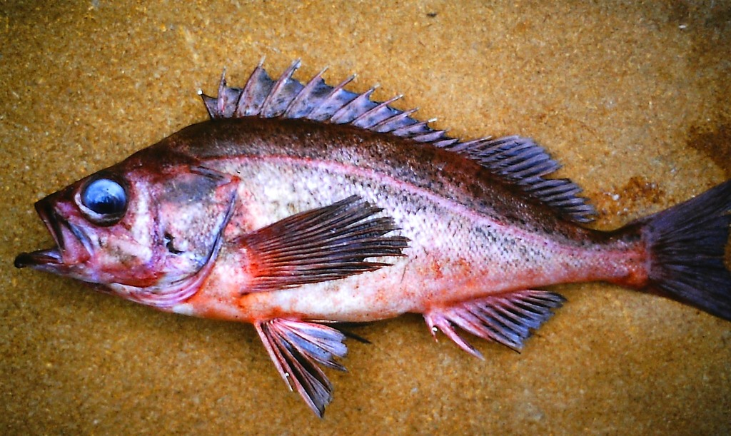 Bank Rockfish (Sebastes rufus) - Marine Life Identification