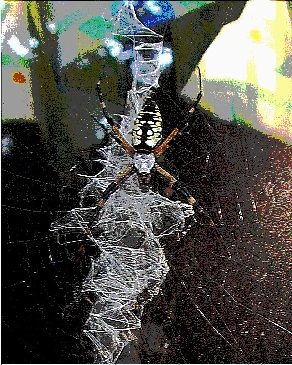 Yellow Garden Spider from Boyce, LA 71409, USA on August 22, 2006 by ...