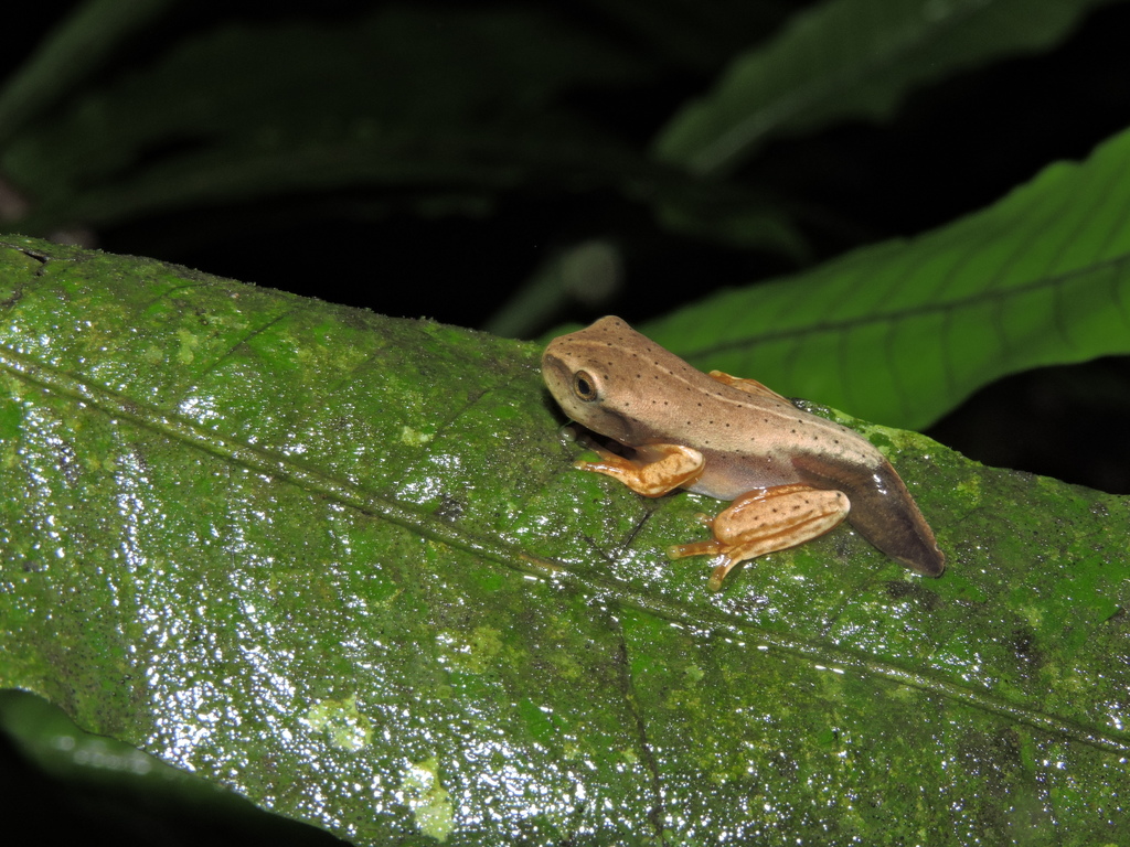 Reservoir Tree Frog from São José dos Campos - SP, Brasil on November ...