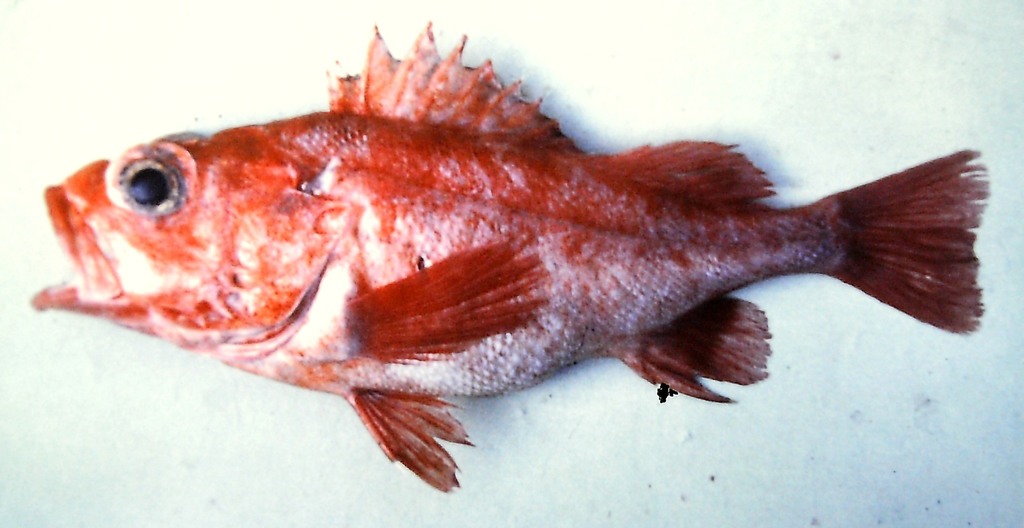 Pacific Ocean Perch (Sebastes alutus) - Marine Life Identification