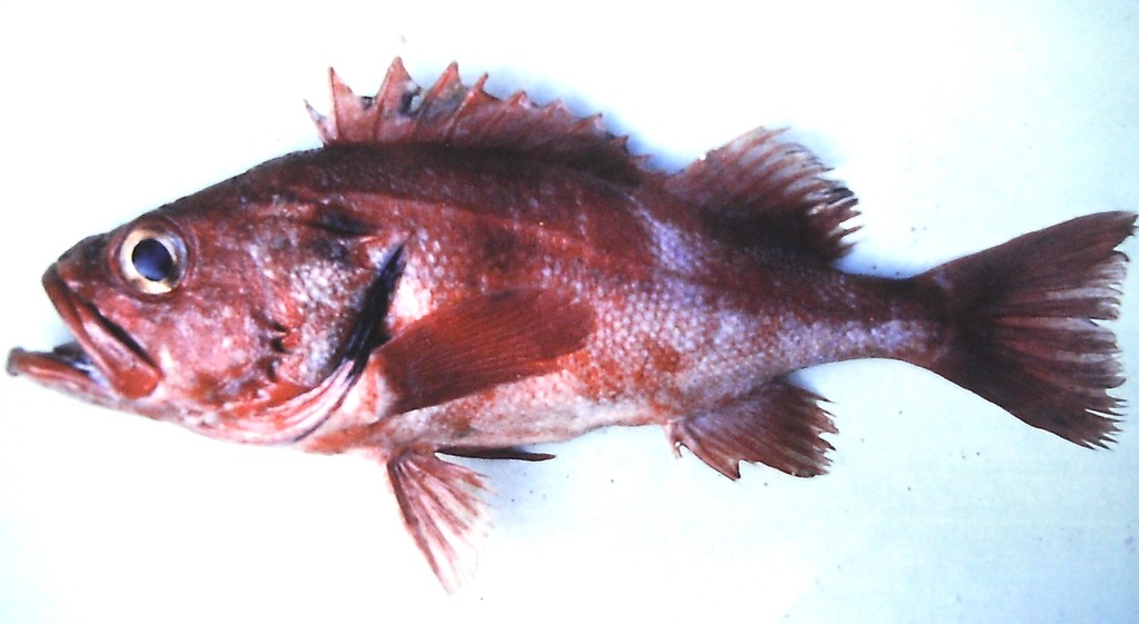 Blackgill Rockfish (Sebastes melanostomus) (Wildlife of the United ...