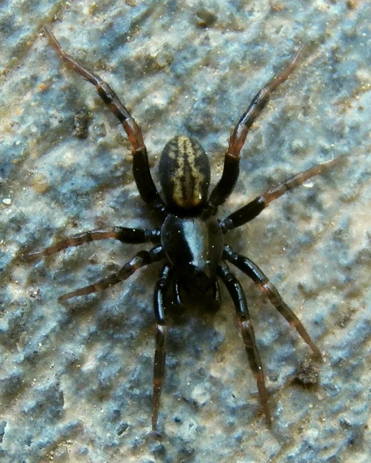 Allocosa funerea (Arthropods of Long Branch/Glencarlyn Park) · iNaturalist