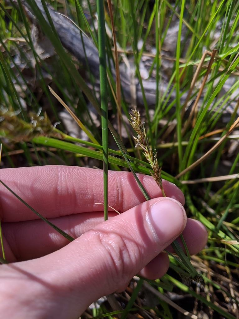 field sedge from CORONA DE TUC, AZ 85641, USA on March 6, 2020 at 12:02 ...