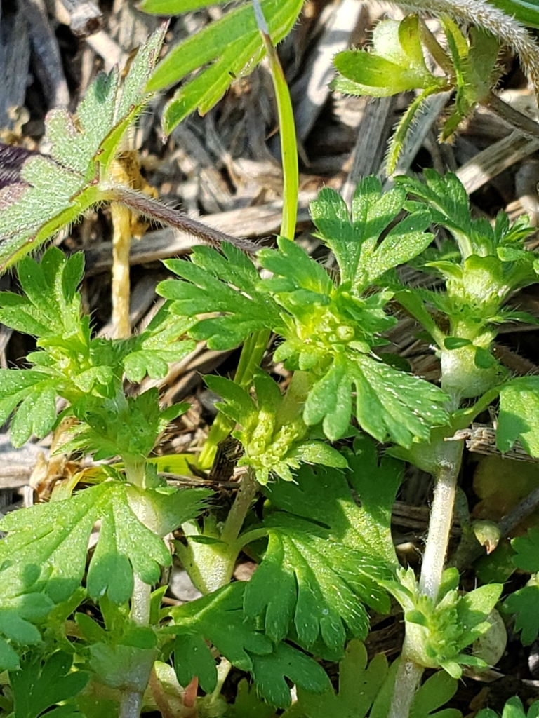 Slender parsley-piert (Alchemilla australis) - Botanical Realm