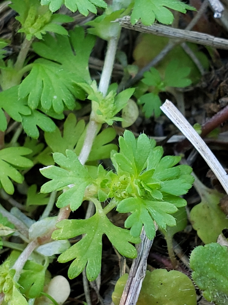 Slender parsley-piert (Alchemilla australis) - Botanical Realm