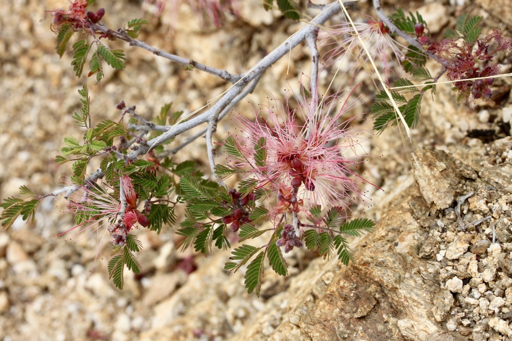 pink fairy-duster (Maricopa Native Seed Library) · iNaturalist