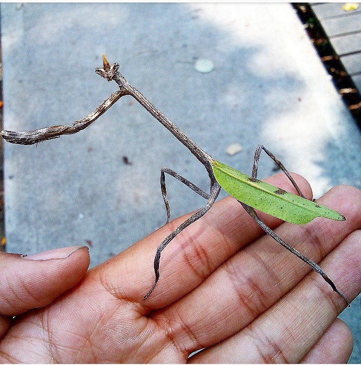 Texas Unicorn Mantis from Medellín, CO-AN, CO on March 06, 2020 at 11: ...