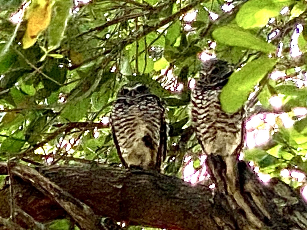 Burrowing Owl from Brian Piccolo Park, Cooper City, FL, US on March 06 ...