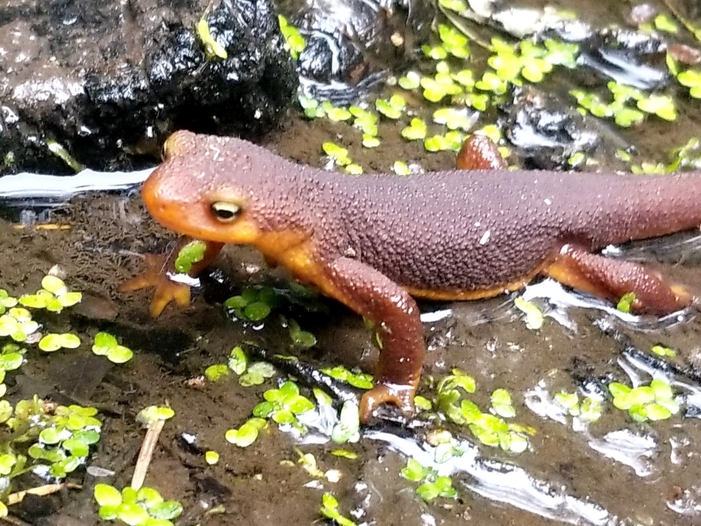 California Newt from Marin Municipal Water District Watershed, Marin ...