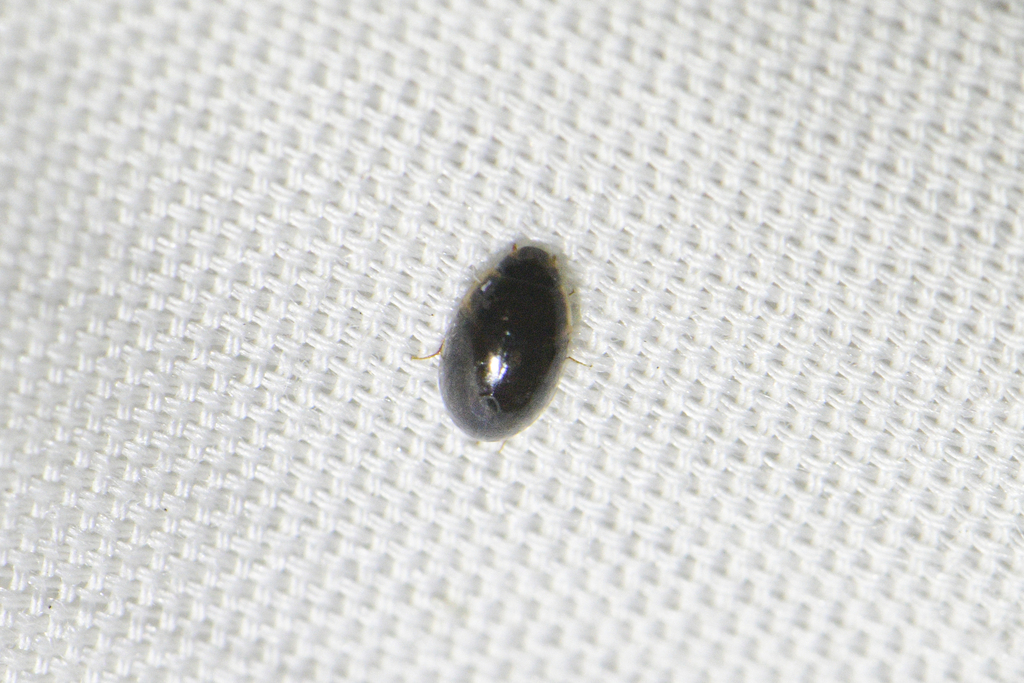 Enochrus from Corkscrew, FL, USA on January 23, 2026 at 12:09 AM by ...