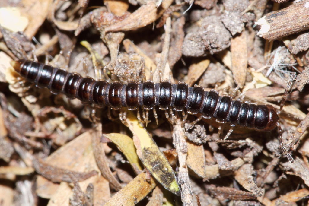 Cienpiés (Insectos en huertas y jardines de Bariloche) · iNaturalist