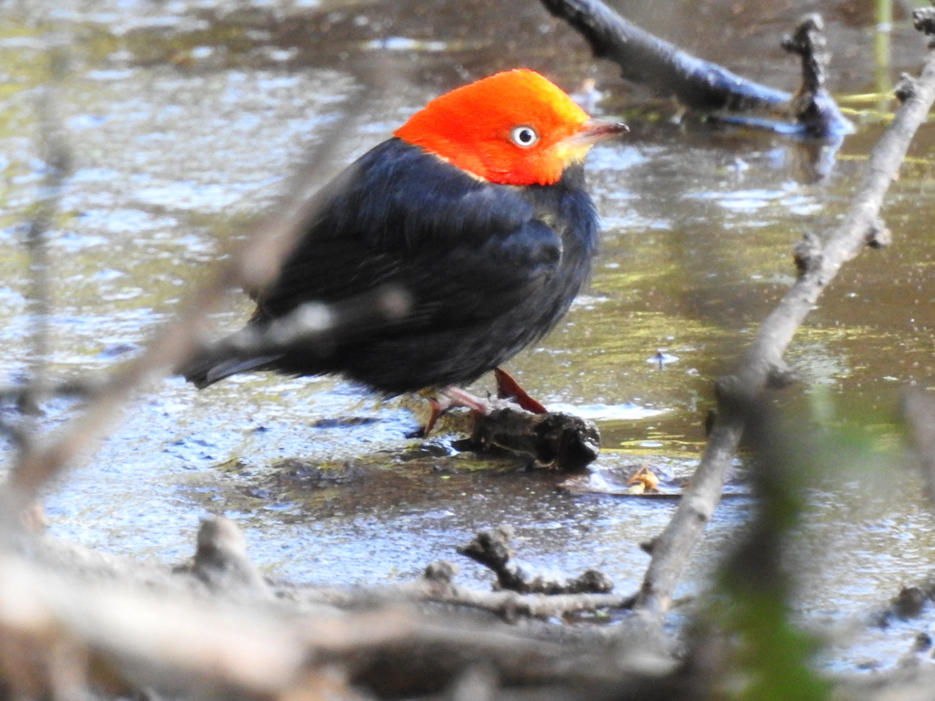 Red-capped Manakin from Campeche, Mexico on February 1, 2017 at 07:33 ...