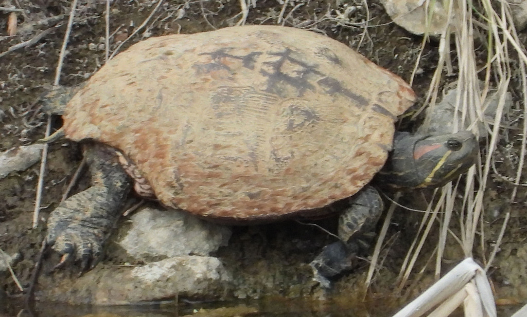 Red-eared Slider from FDA Blvd, Silver Spring, MD, USA on March 25 ...