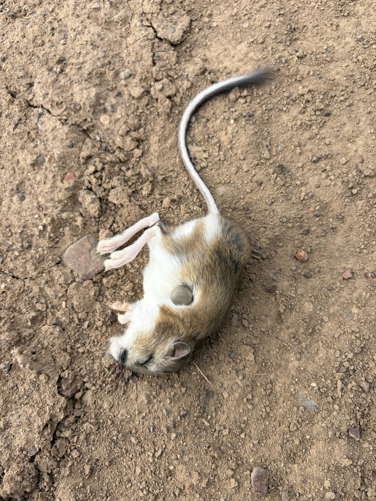 Ord's Kangaroo Rat in March 2026 by Clara Oliverson. :( :( poor little ...