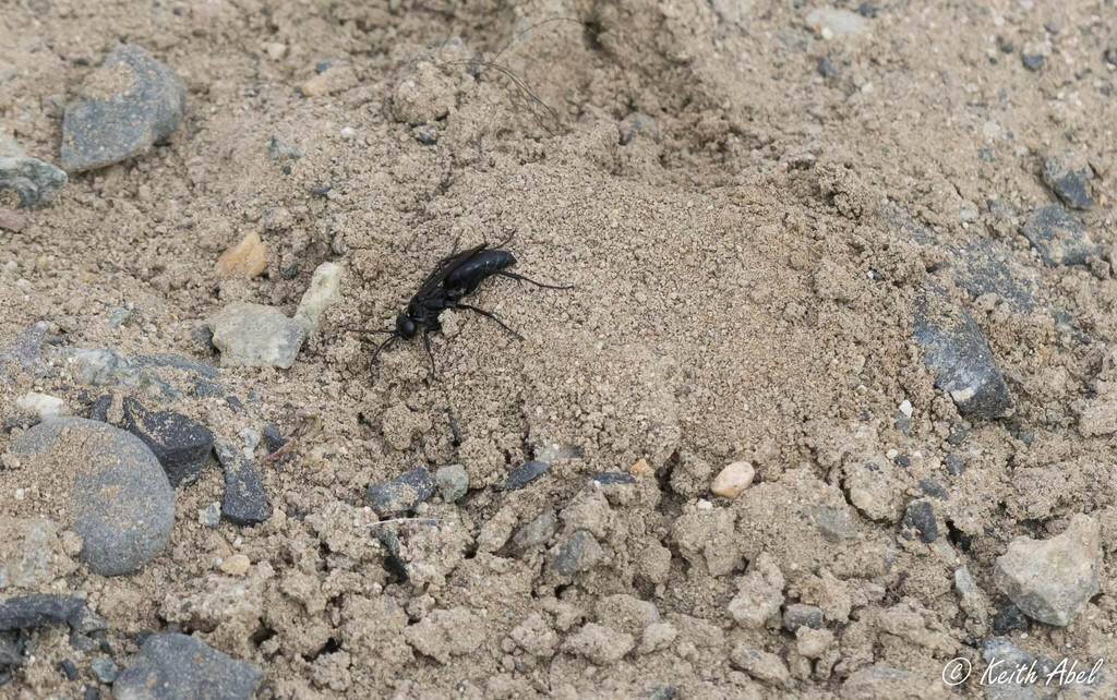 Pompilinae from Richland, WA, USA on March 23, 2026 at 01:50 PM by ...
