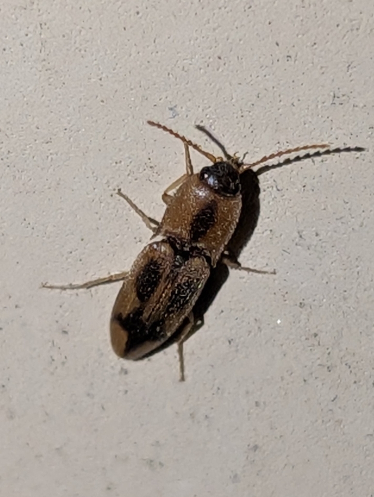 Sweet Click Beetle from Riverside, Wichita, KS 67203, USA on March 25 ...