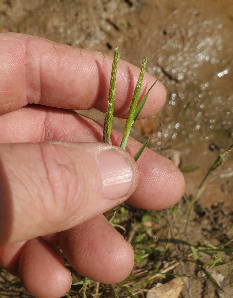 Tufted Foxtail from Montgomery County, TX, USA on March 25, 2026 at 03: ...