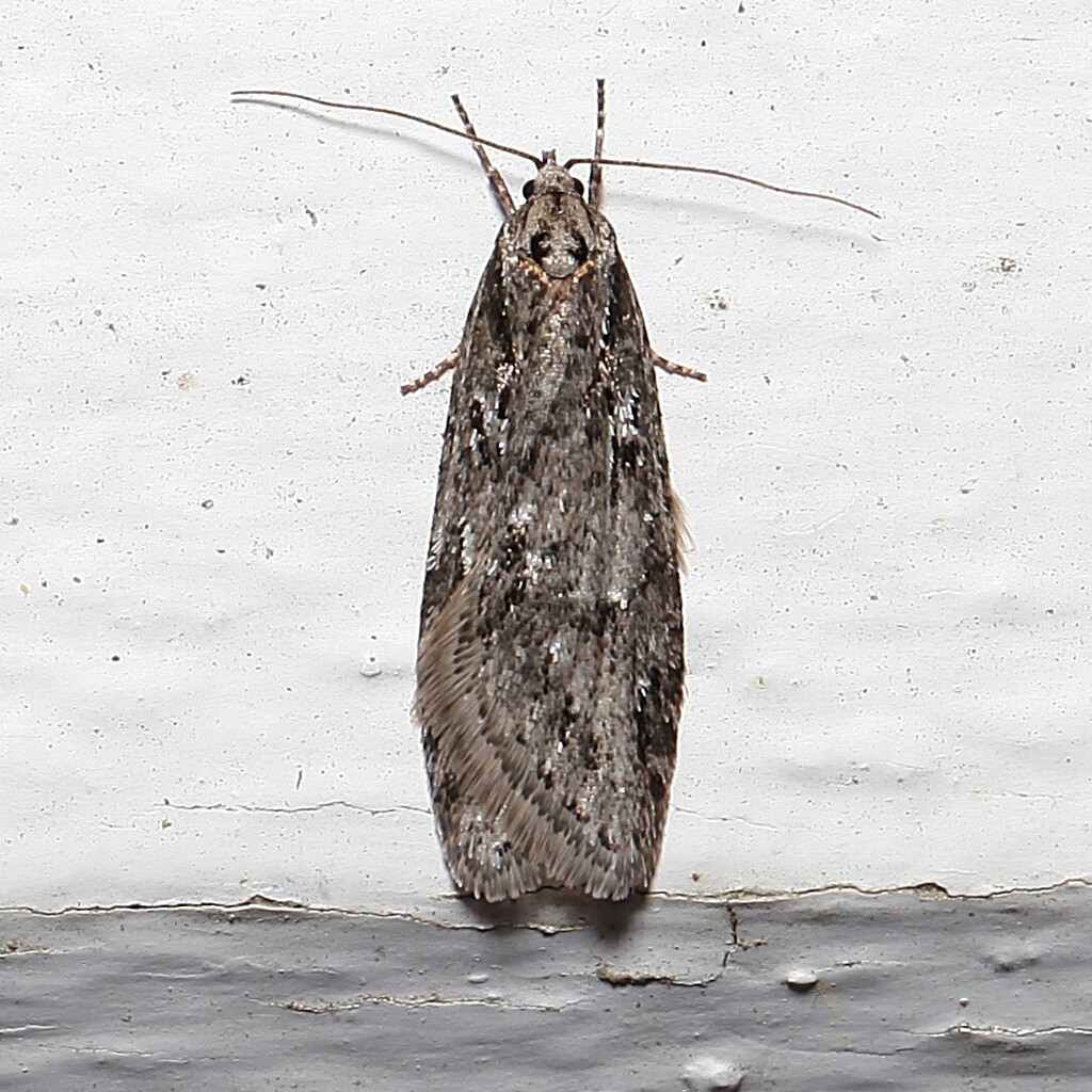 Aurora Flatbody Moth from Schuyler County, NY, USA on March 25, 2026 at ...