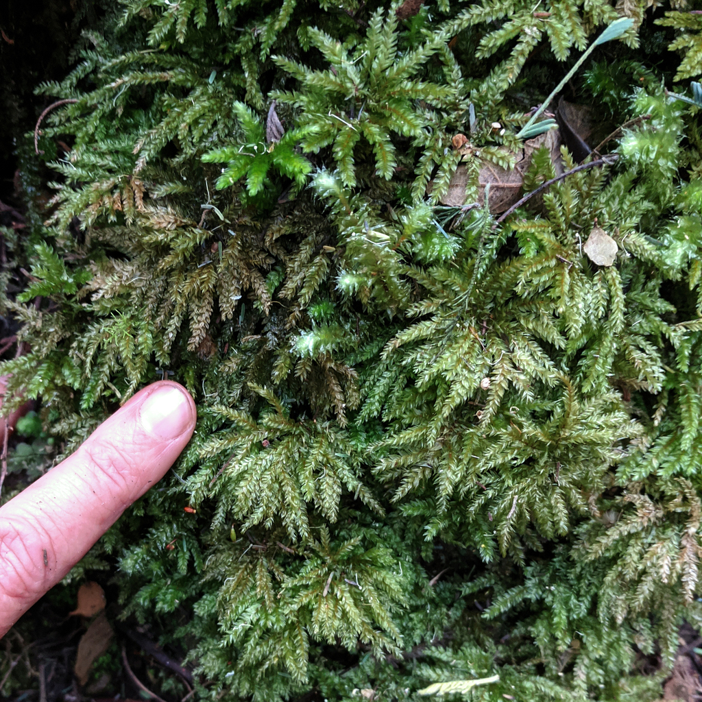 Hypnodendron from Loongana TAS 7315, Australia on March 4, 2020 at 01: ...