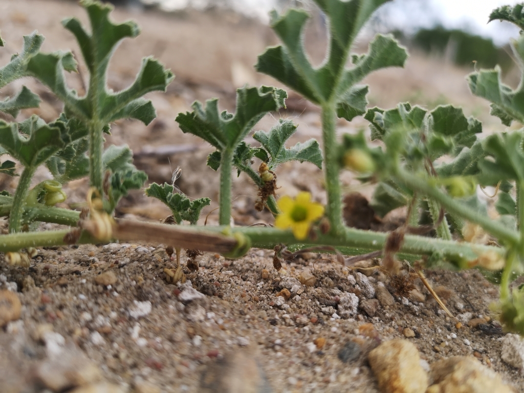 paddy melon (Cucumis myriocarpus) - Botanical Realm
