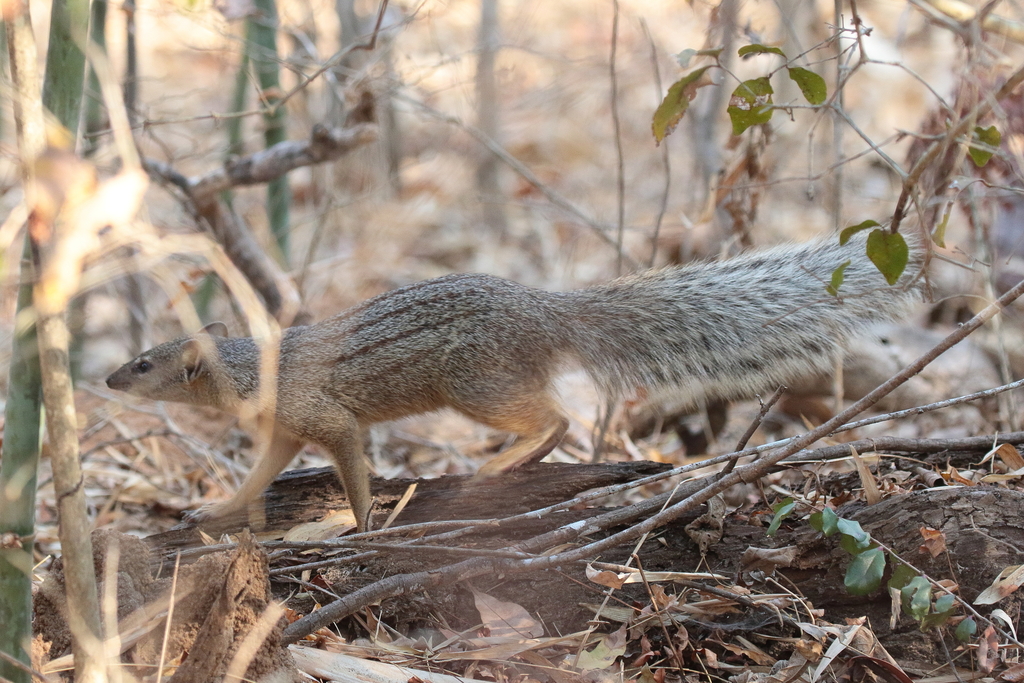 Bokiboky in August 2019 by Tommy Hui · iNaturalist