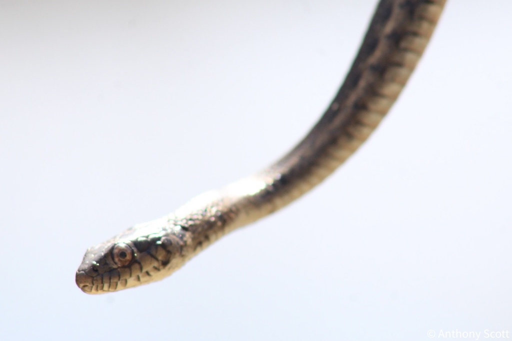 Sierra Garter Snake from Yosemite National Park, Groveland, CA, US on ...