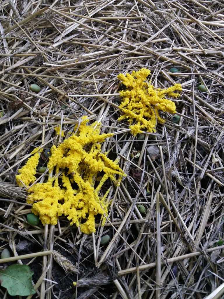 true slime molds from Tullnerbach, Austria on May 16, 2018 at 05:21 PM ...