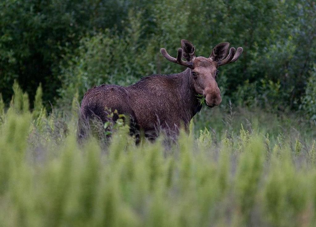 European Elk (Alces alces alces) - Know Your Mammals
