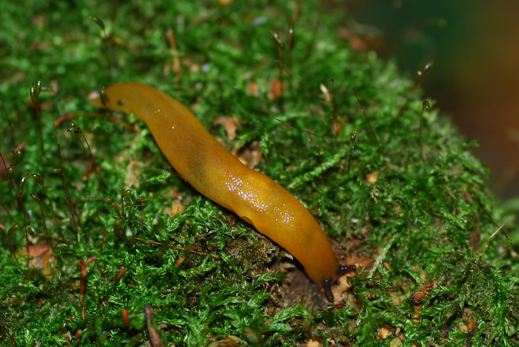 Limace jaune (Guide de la biodiversité de la Colline du Roule ...