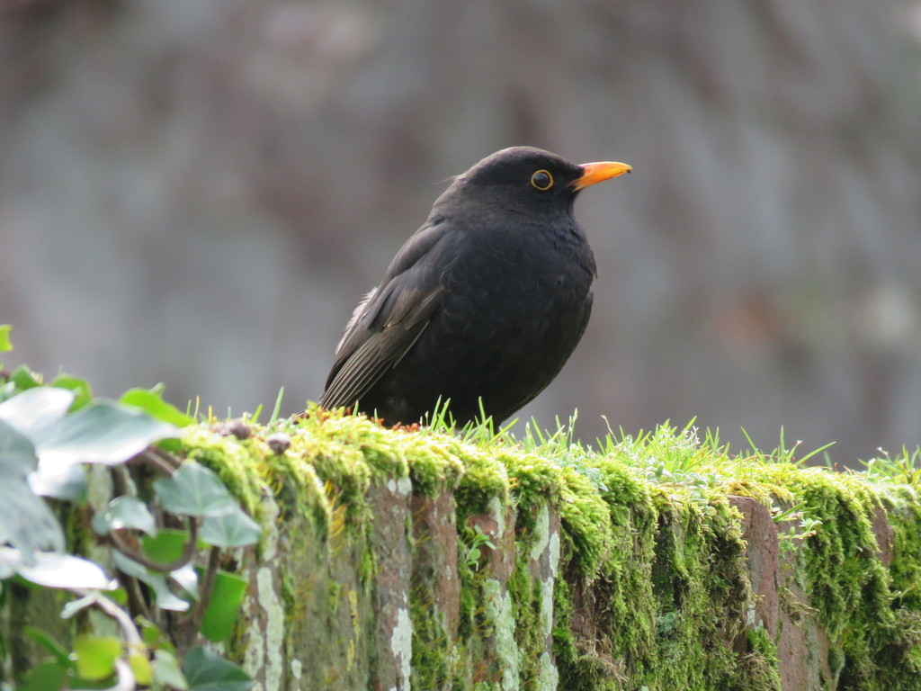 Eurasian Blackbird from 4351 Veere, Nederland on March 07, 2020 at 12: ...