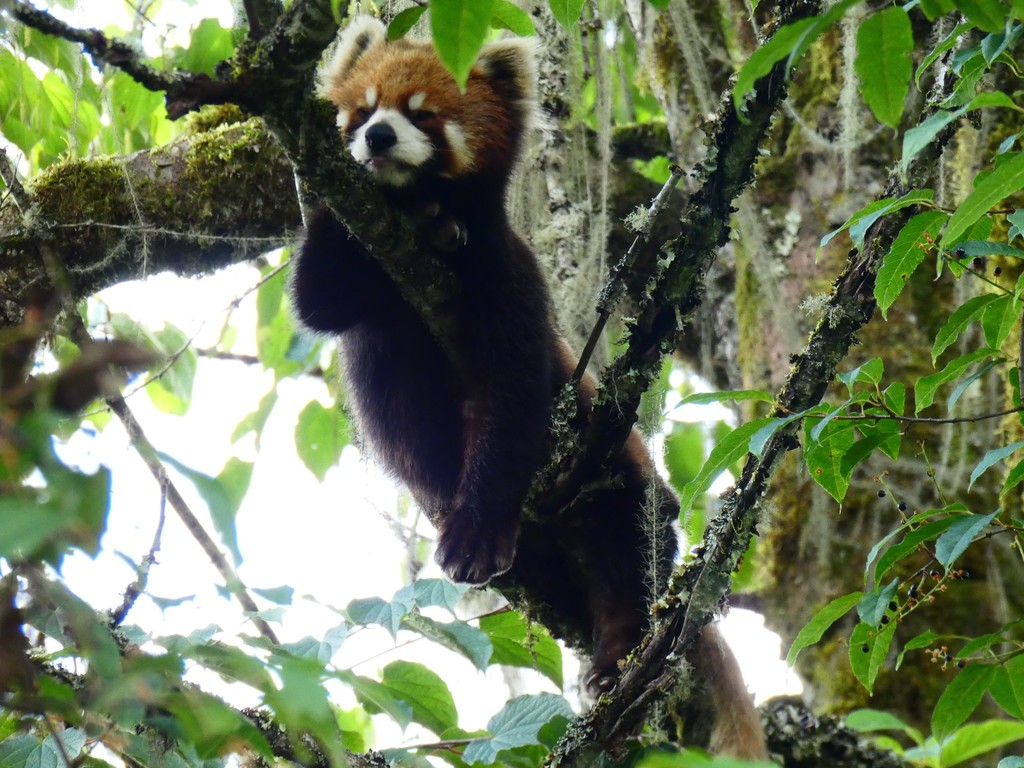 Red Pandas (Ailuridae) - Know Your Mammals