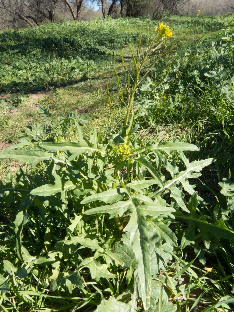 London Rocket (Saharan mustard and its mimics) · iNaturalist